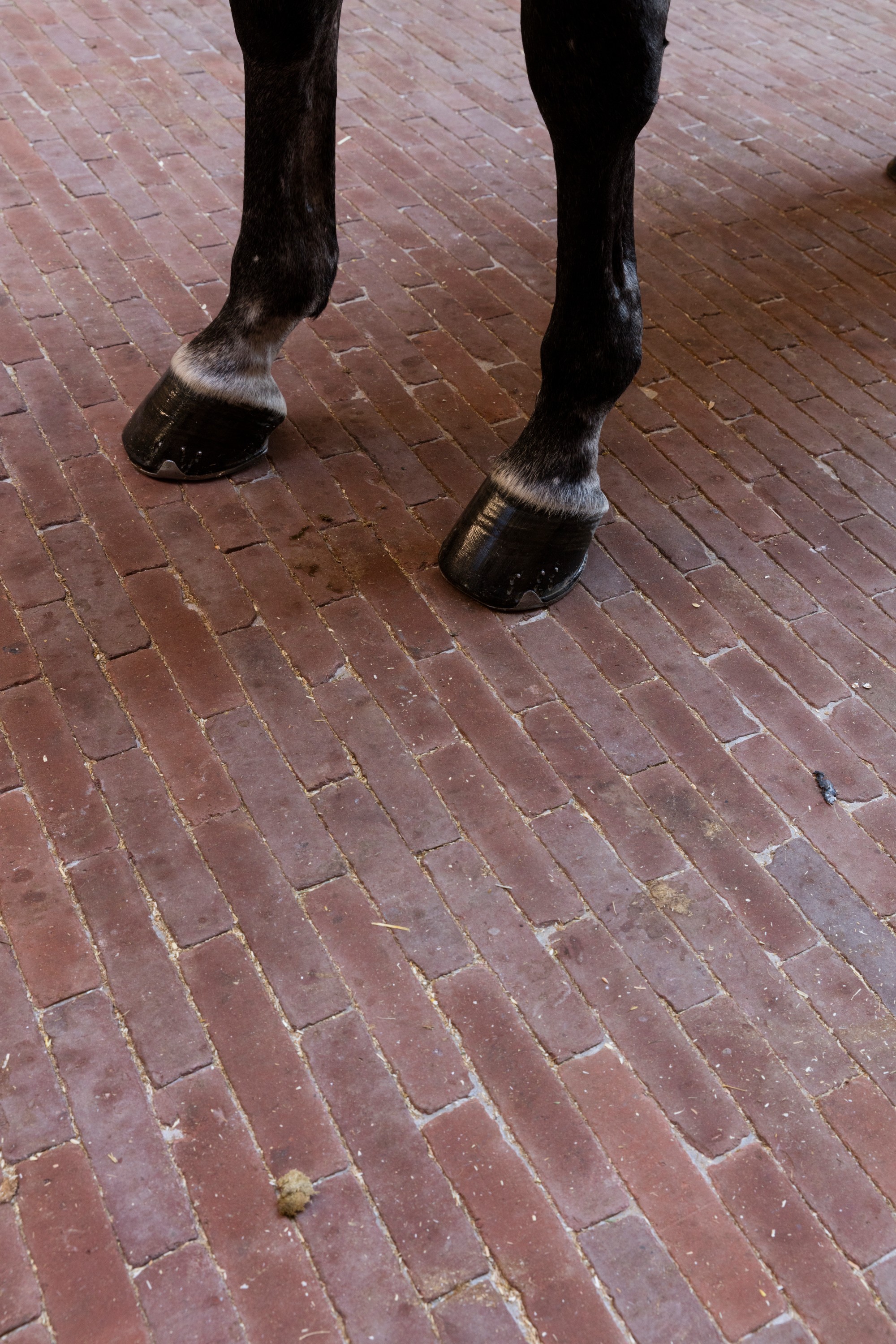 Authentica Retro Rood